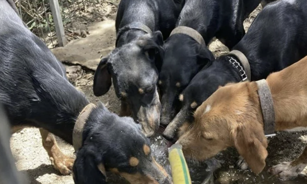 Σοκ στη Ρόδο: Εγκατέλειψαν σκυλιά δεμένα στη φωτιά! (Φωτο) - Europost.gr
