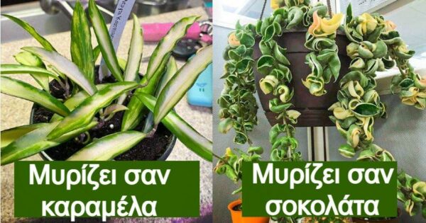 6 φυτά εσωτερικού χώρου που αντέχουν χωρίς φροντίδα, καθαρίζουν τον ...